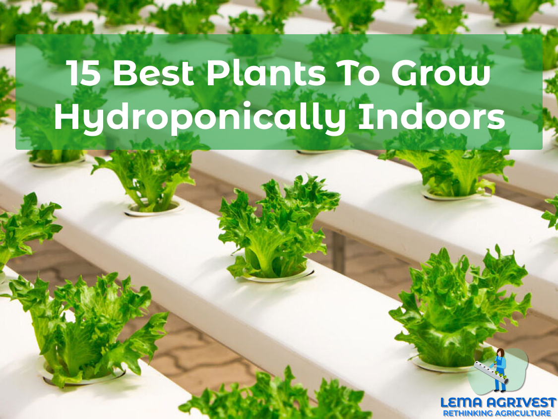 Best Plants for Indoor Hydroponic Growing, 15+ - Lema Agriventures